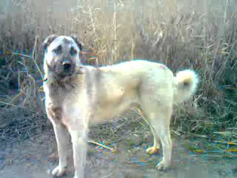 Kangal çoban köpeği aslan