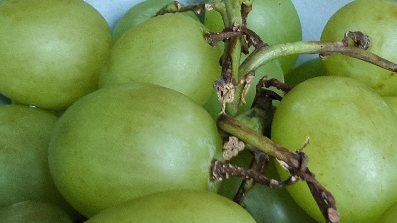 ASMR GRAPE EATING SOUNDS *NO TALKING* CRUNCHY GRAPES - YouTube