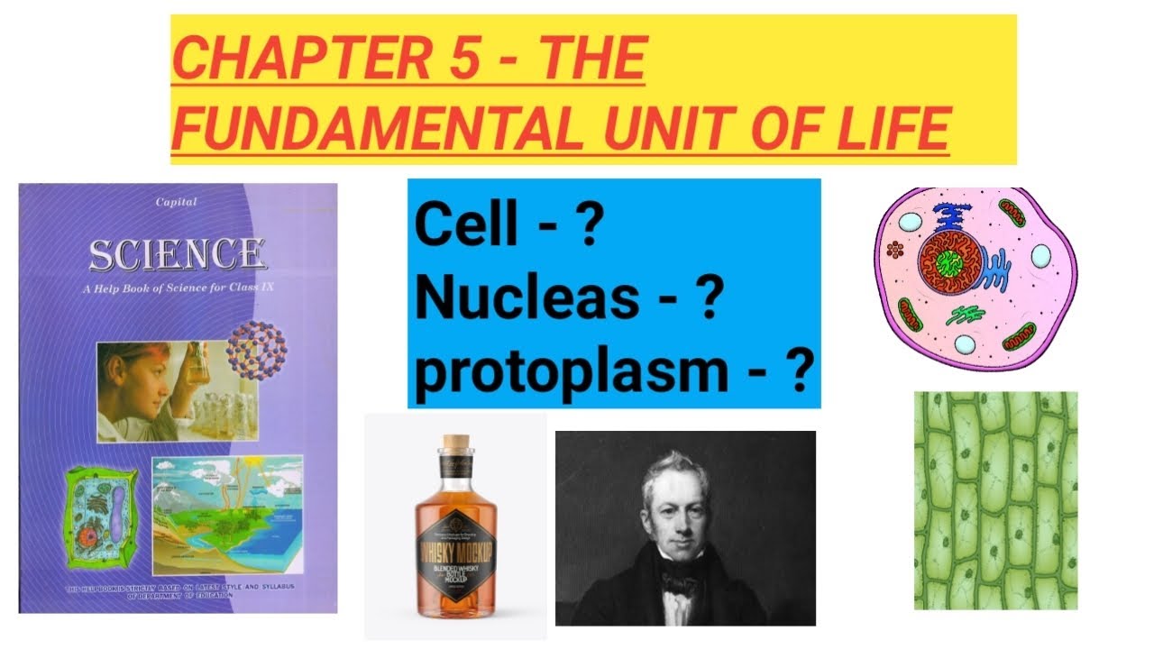 Chapter 5 - The fundamental unit of life Class 9th Science NCERT | Cell ...