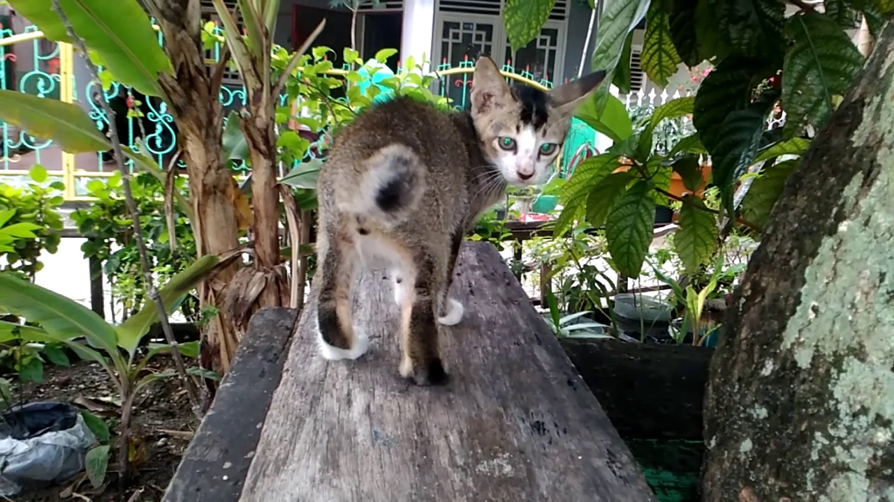 Kucing bermain lompat - YouTube
