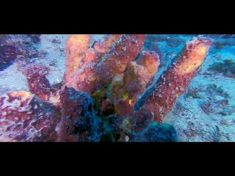 Salamina Dive