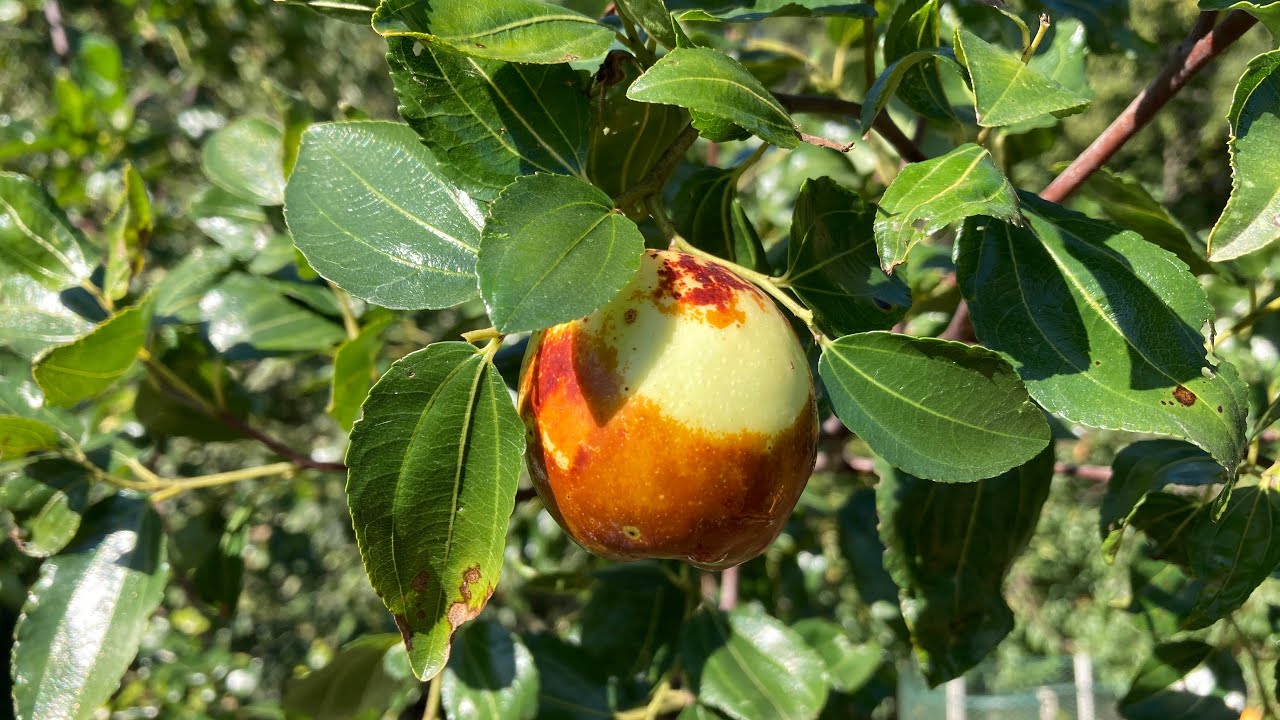 We finally have JUJUBE! - YouTube