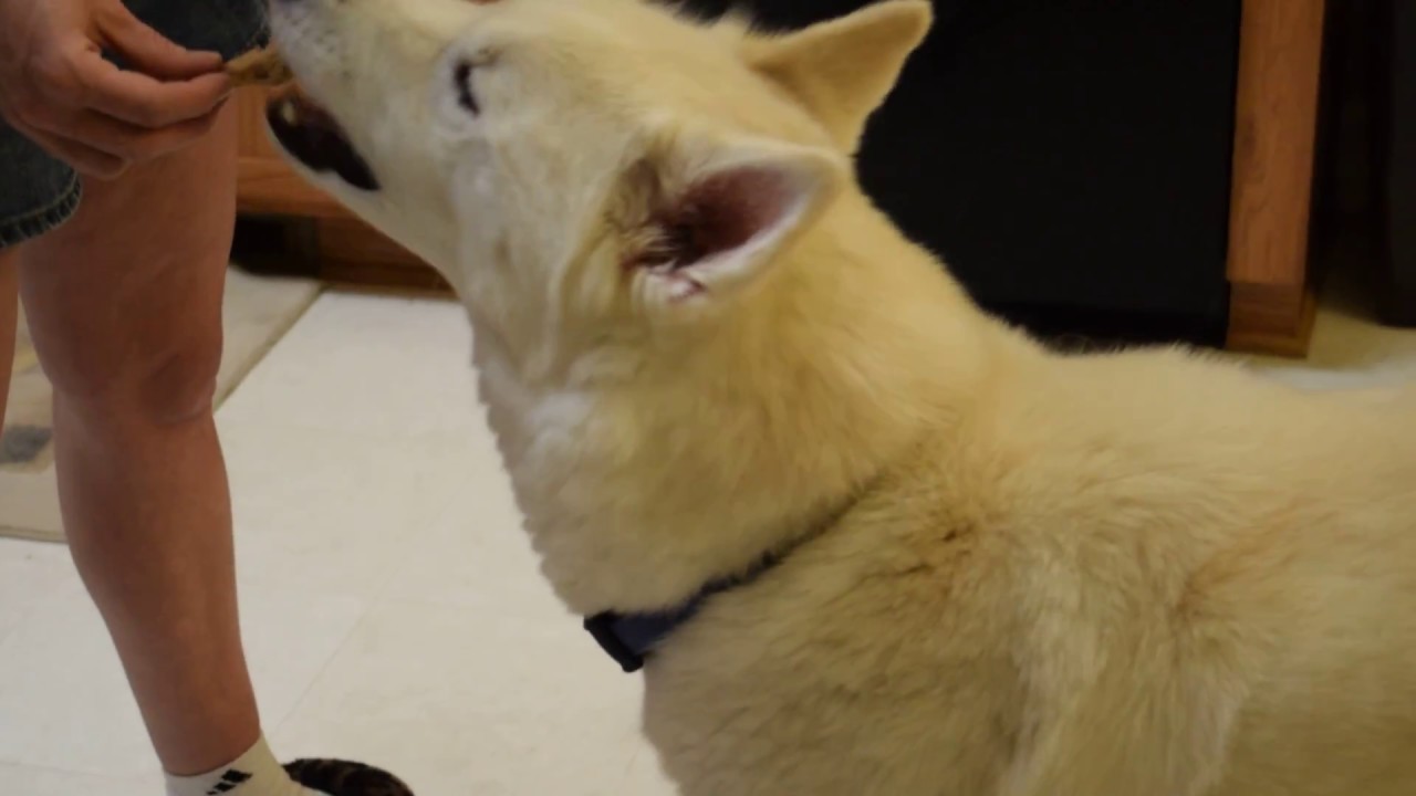 Husky Eating Ice Cream - YouTube