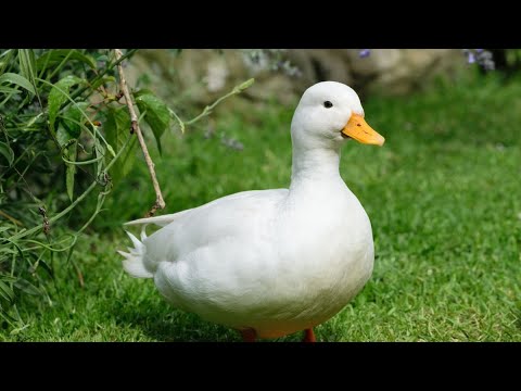 PACKGOD - DUCK (ALEX WASSABI DISS TRACK) Official Audio - YouTube