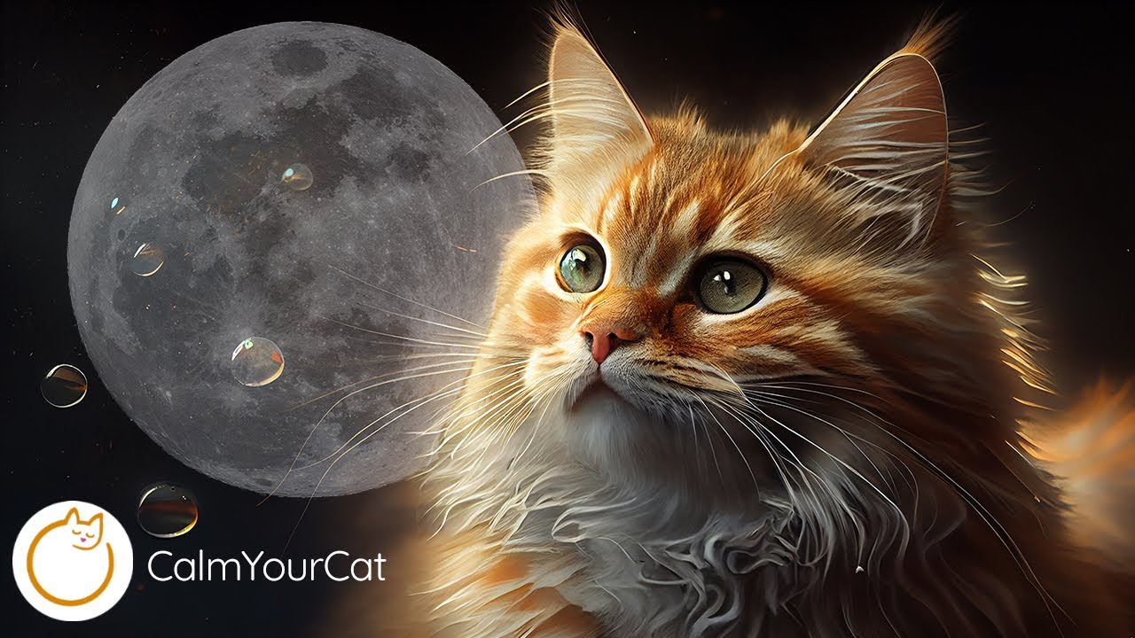 CAT MUSIC - Soothing piano Lullabies for Anxious Cats 💤 [4K] - YouTube