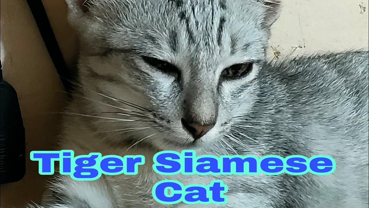 Tiger Color Siamese Cat | #siamesecat #siamesekitten # ...