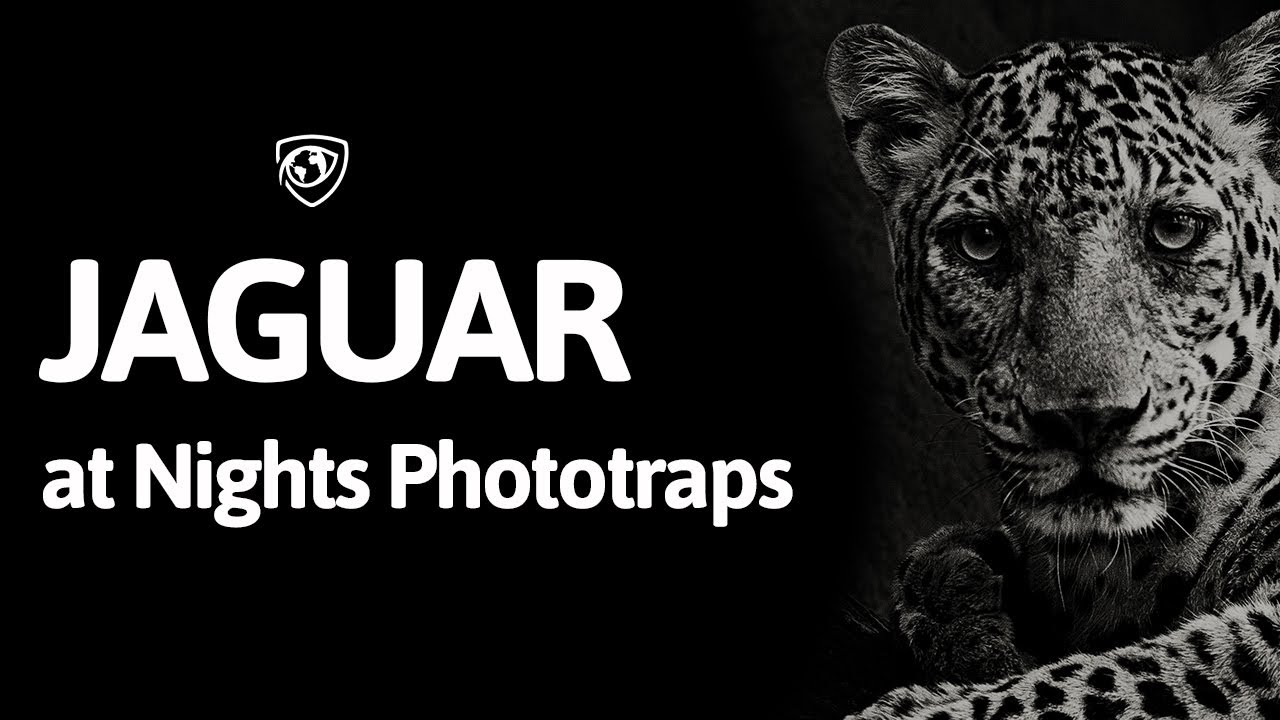 Jaguar at Night: 🌙 Captured on Camera Trap 📷🐆 - YouTube