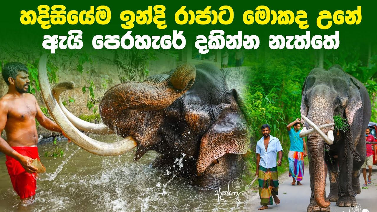 හදිසියේම "ඉන්දි රාජාට" මොකද උනේ ඇයි පෙරහැරේ දකින්න නැත්තේ 🤔 indi raja ...