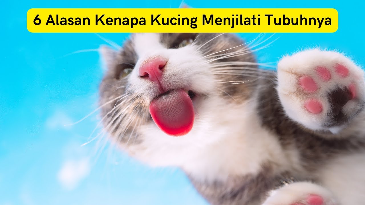 6 Alasan Kenapa Kucing Menjilati Tubuhnya / 6 Reasons Why Cats Lick ...