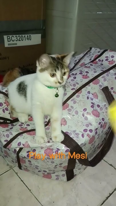 Playing with a Cat, Catnip toy - YouTube