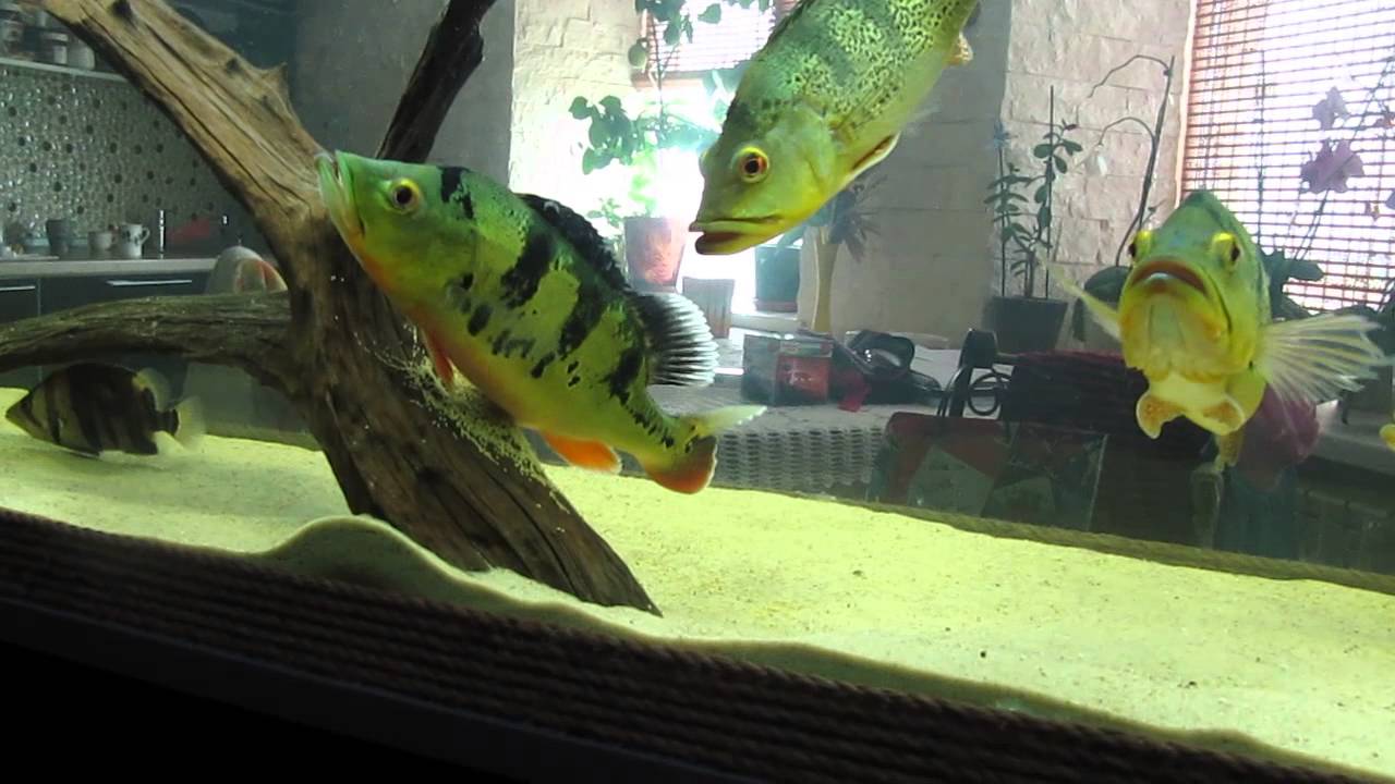 Cichla Ocellaris - YouTube