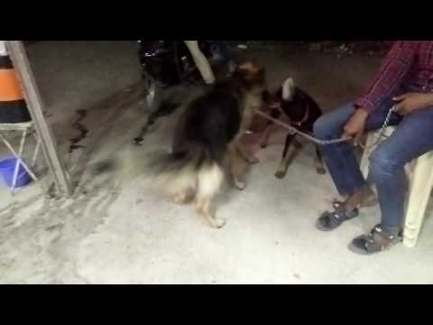 Doberman Pinscher vs German Shepherd Real Fight