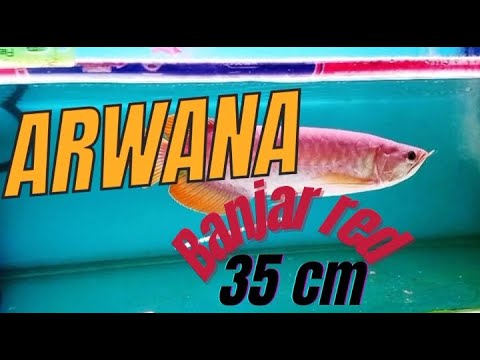 ARWANA BANJAR RED 35 CM - YouTube