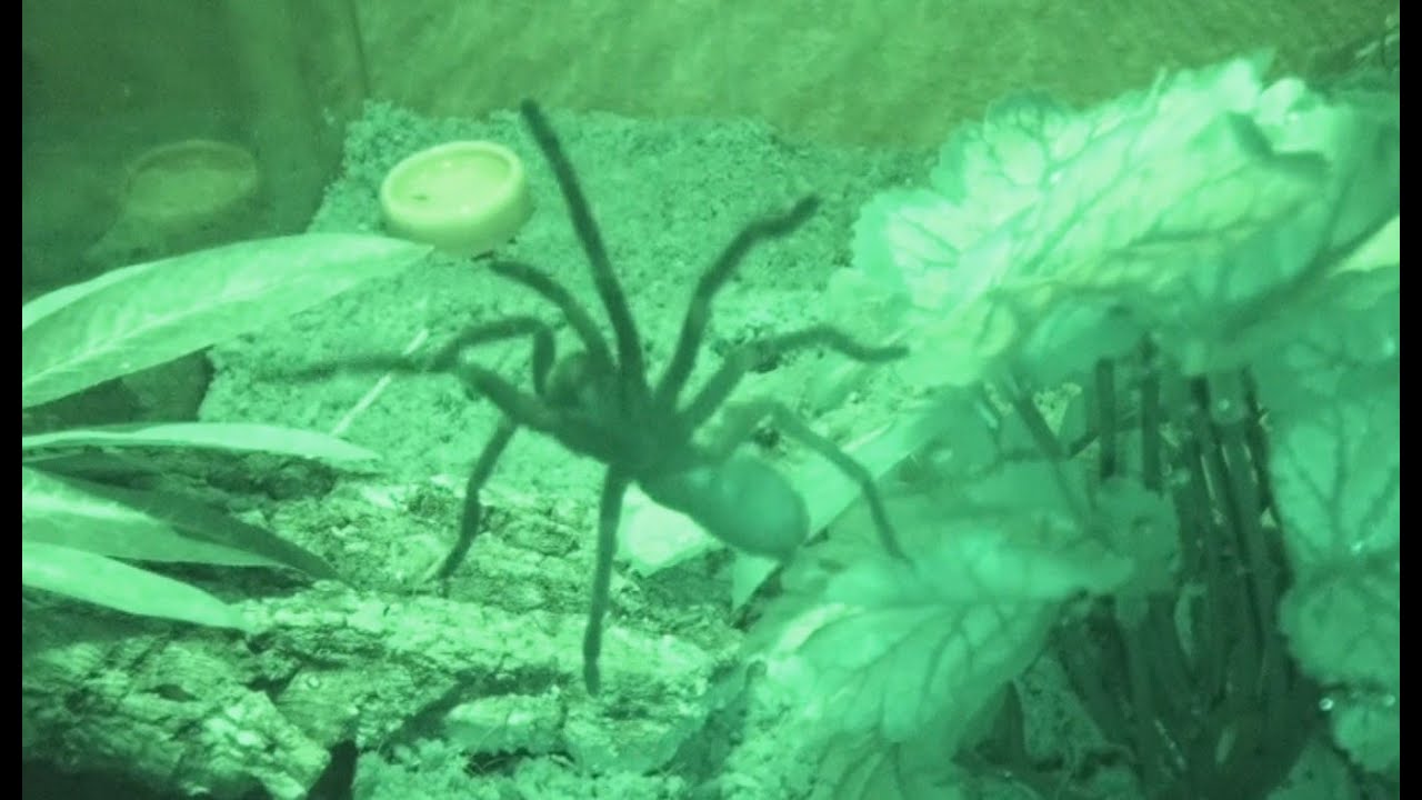 Neon Blue Leg Tarantula from Borneo at Night Sped Up 10X (Birupes ...
