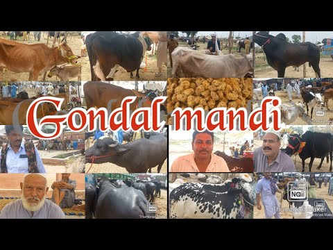 Gondal Cattle mandi Famous Beautiful Bull Cow &Buffalo Vegetable Fruit ...