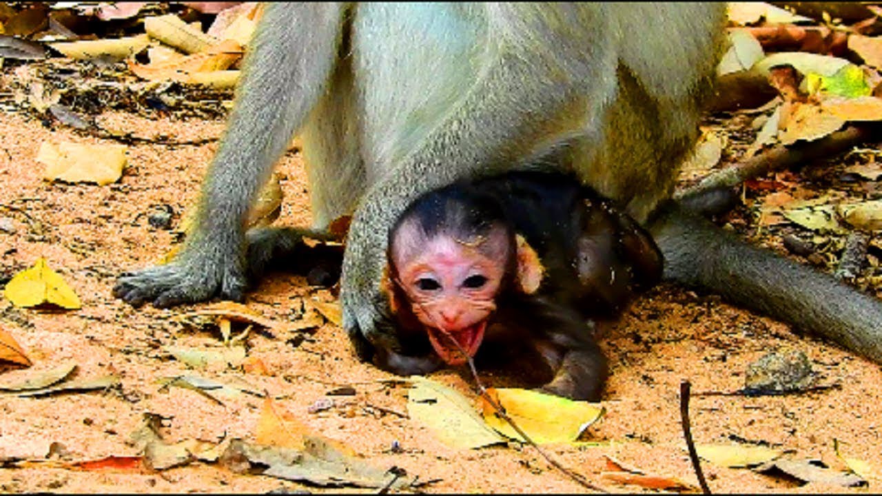 Breaking My Heart, Baby Cry and Cry So Loudly , Kidnapper Monkey Push ...