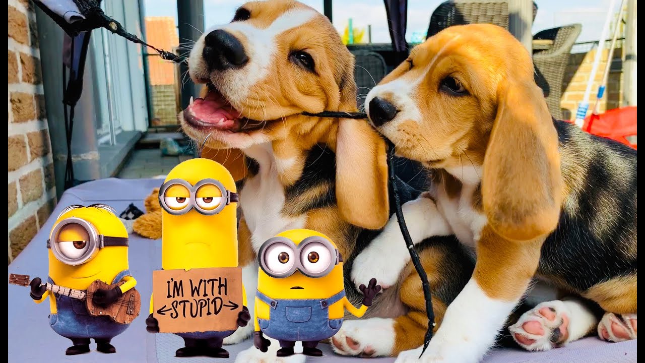 🍌😂MINION STUART VS PUPPIES😂🍌 Louie The Beagle - YouTube