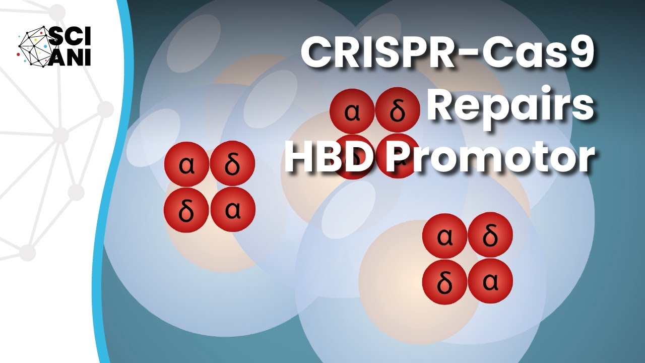 Using CRISPR-Cas9 to repair the HBD promoter leads to increased ...