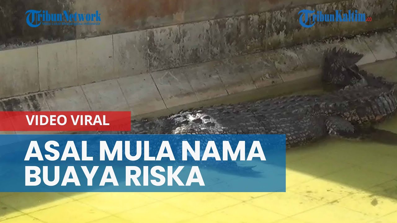 Ternyata ini Asal Mula Nama Buaya Riska dan Kondisi Terkini di ...