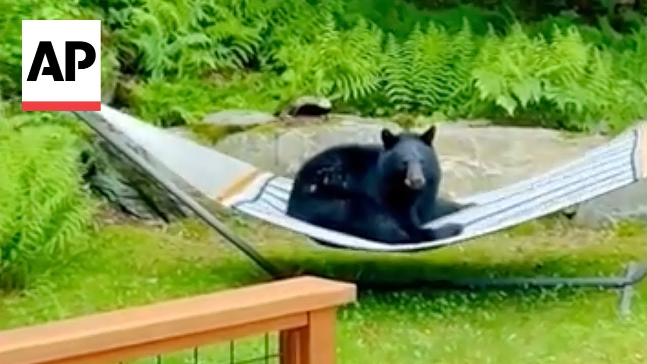 WATCH: Bear spotted relaxing on a hammock in Vermont - YouTube