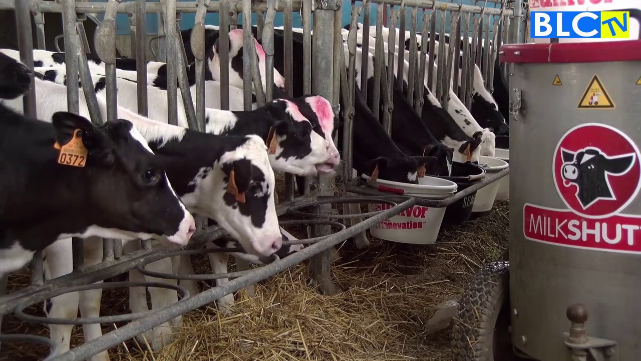 Reportage sur la ferme laitière CAP LAIT. - YouTube