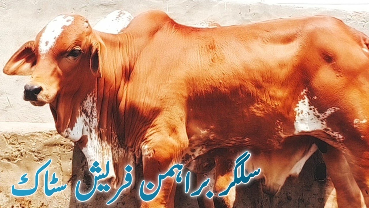 Top Super Collection slugger brhamn bull for sale in pakistan - YouTube