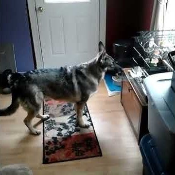 Unusual animal friends - YouTube