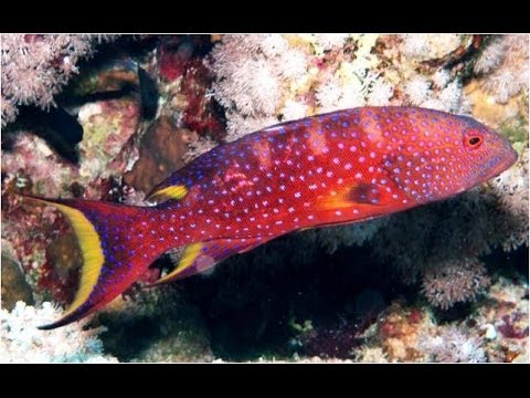 Lyretail Grouper of the Red Sea - YouTube