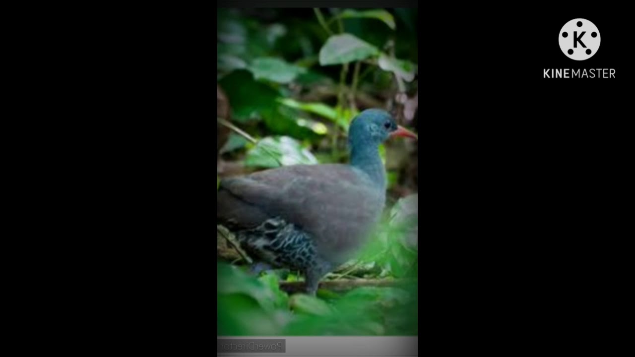 canto da lambu pe roxo macho (longo e curto) - YouTube