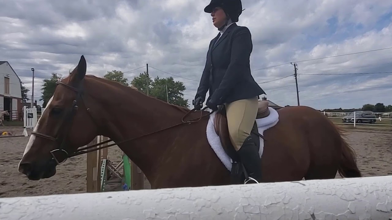 Jacob's Ladder 9yo TB, Suffolk Stables Show Series (UnRat), Grand ...