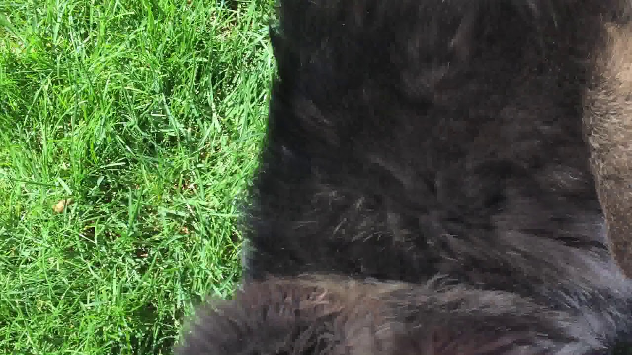 Commando crawl on a rope… fail!! - YouTube