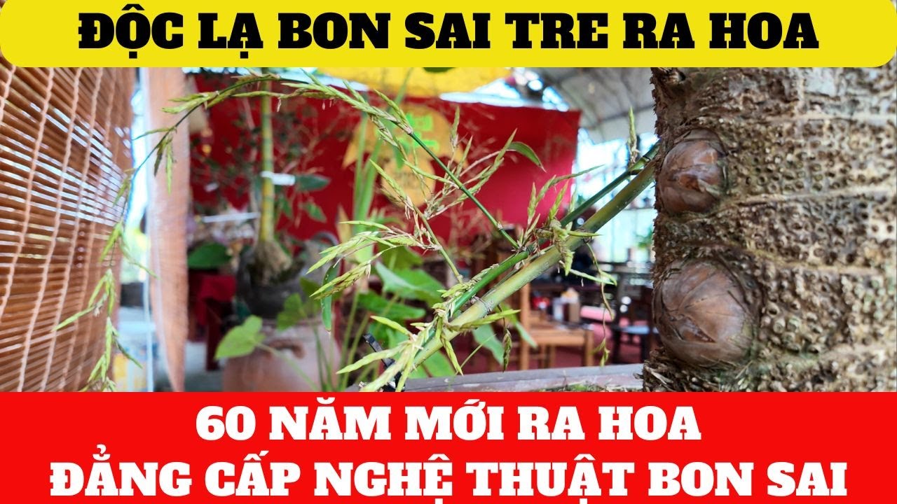 Độc Lạ Bon Sai Tre Ra Hoa | Đẳng Cấp Nghệ Thuật Bon Sai | 60 Năm Mới Ra ...