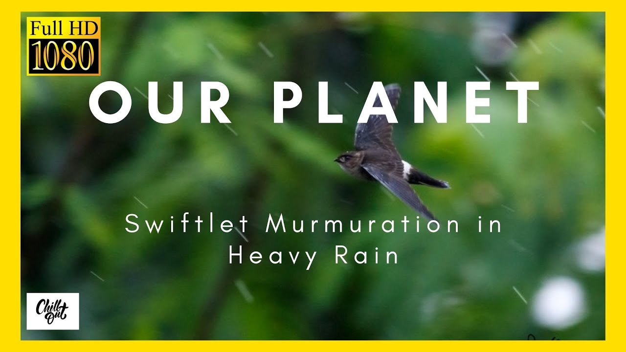 (Thousand of Swiftlet) Flying thru Heavy Rain | Relaxing Experience in ...