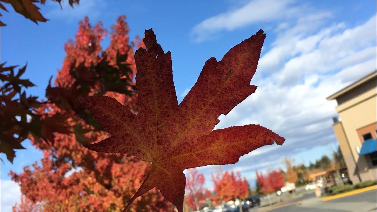 BUS TRIP AUTUMN SEASON|VIEW BY THE BUS |Inday liza simply| - YouTube