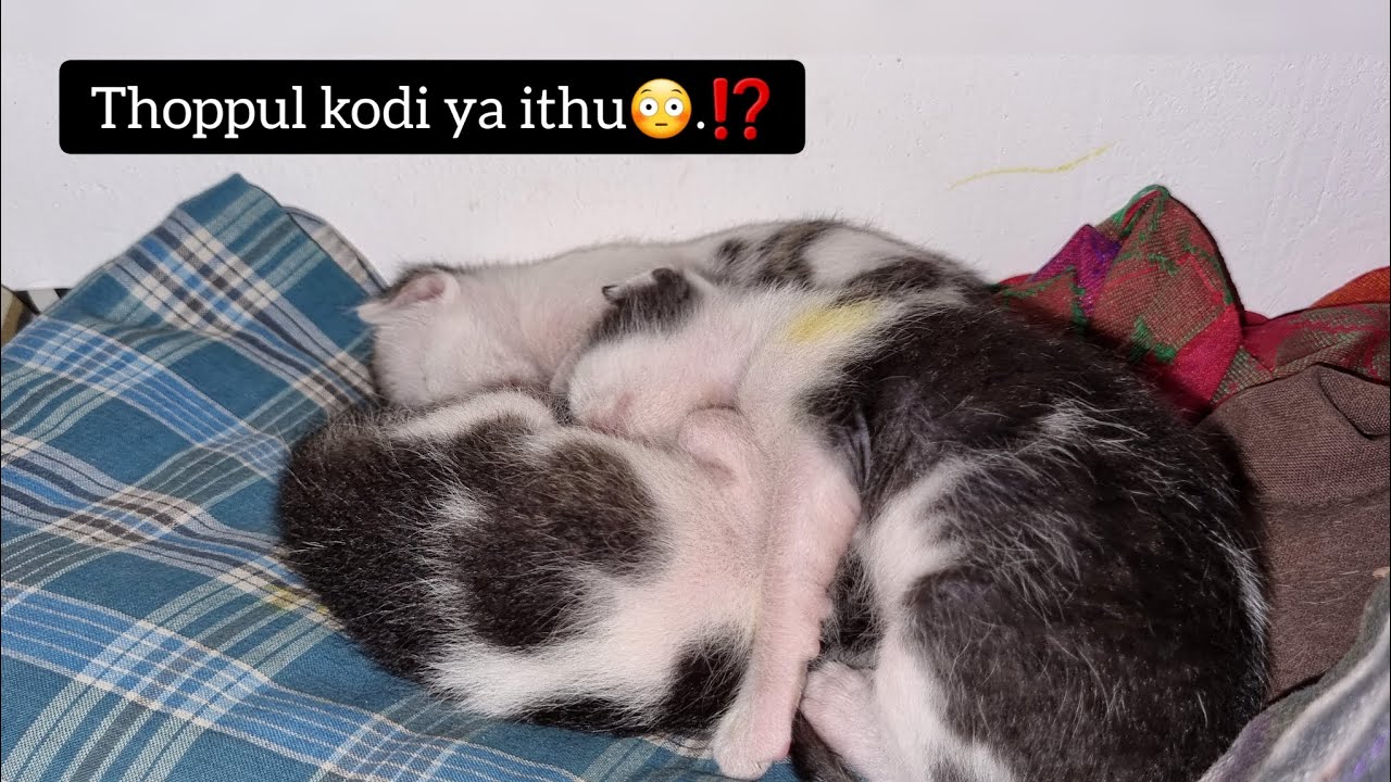 😼Thoppul kodi mathiri than iruku🤯 apdiye vitudalama? #cat #trending # ...