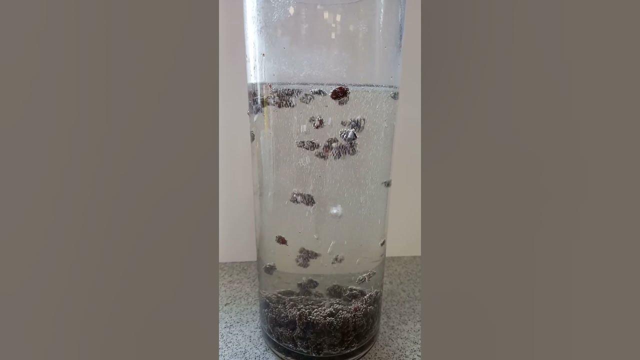 Dancing Raisins Density Demo! - YouTube