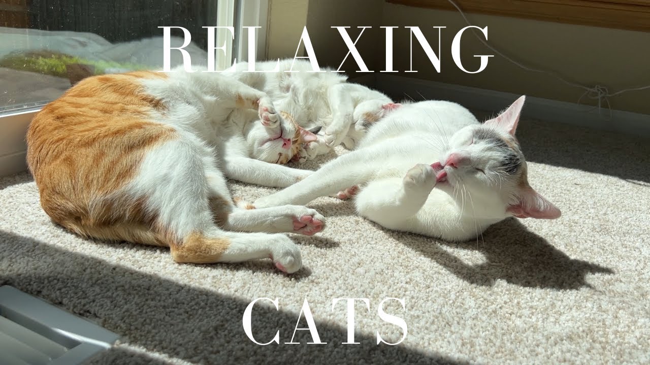 CATS & SUN SPOTS - 30 Min of Calming Music & Cat Videos for Relaxation ...