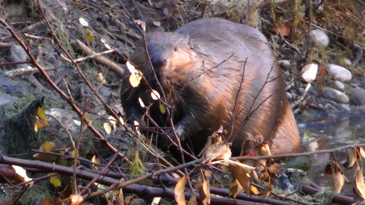 Busy Beavers In Autumn - YouTube