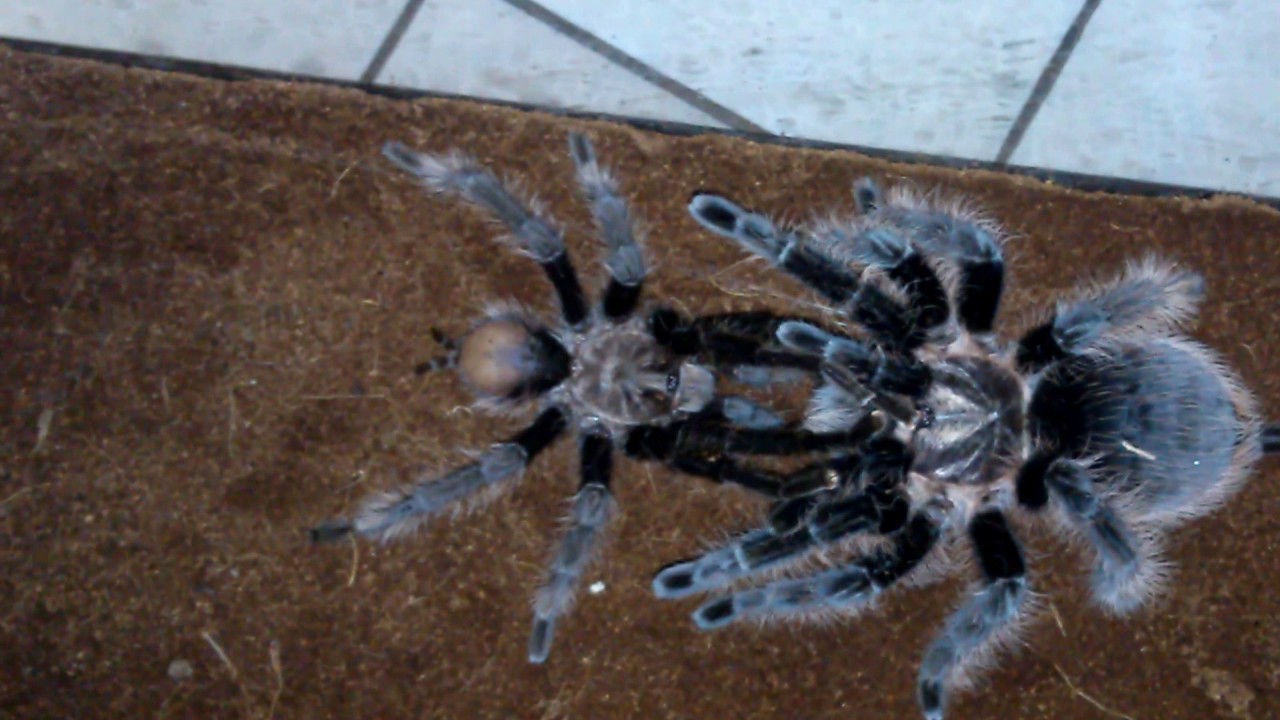 How to matting/breeding tarantula - YouTube