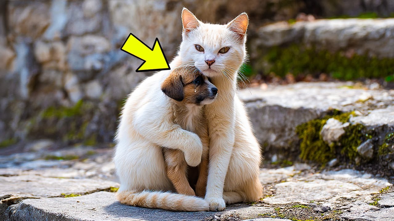 Cat Won’t Stop Hugging Crying Puppy – Then Animal Control Realizes What ...