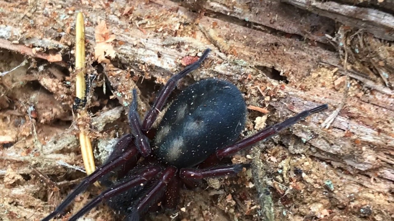 Big Gross Spider - YouTube