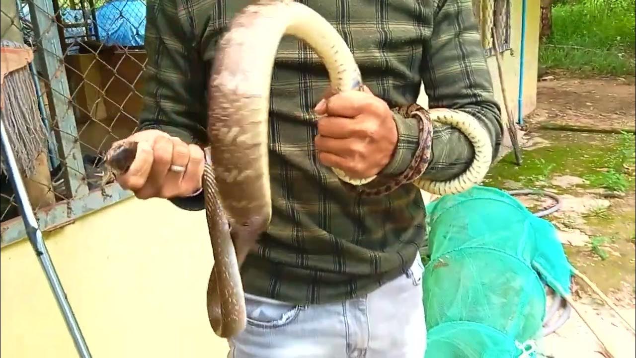 How to catch cobra snake - YouTube