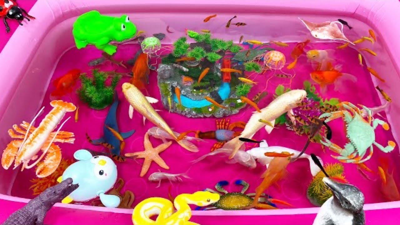 Sharks,koi fish,jellyfish…let’s release thế beautiful fish and decorate ...