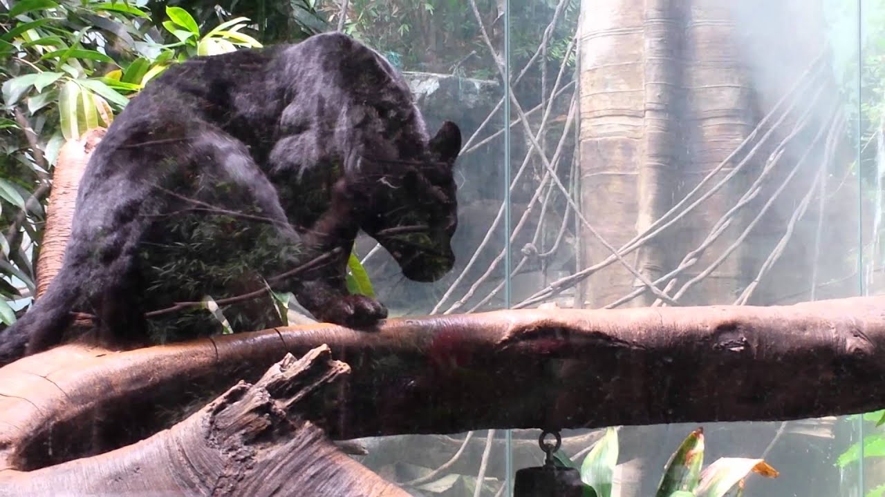 Black Panther- Bronx Zoo, May 2015 - YouTube