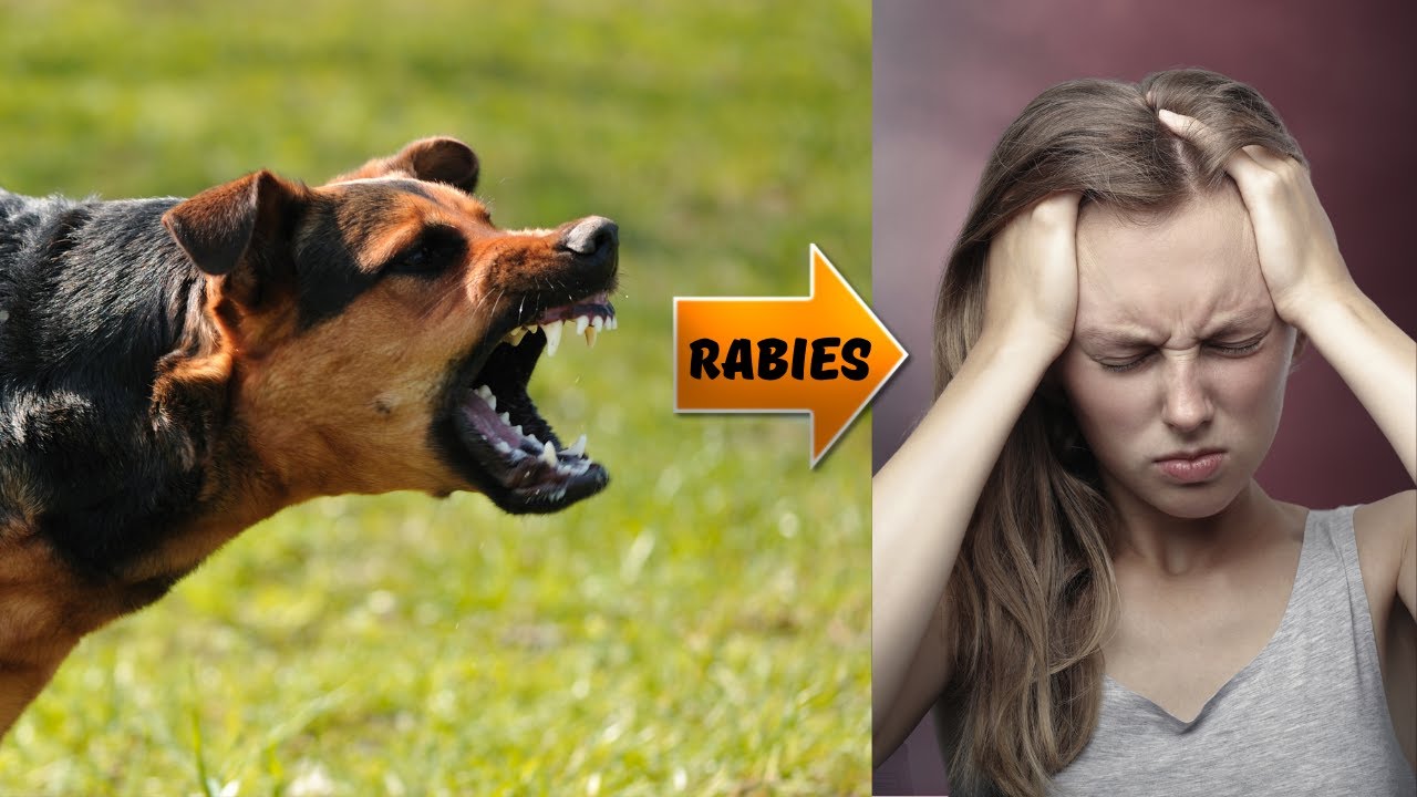 How You Will Get Rabies From Your Pet Urdu Signs Of Rabies In how-you-will-get-rabies-from-your-pet-urdu-signs-of-rabies-in
