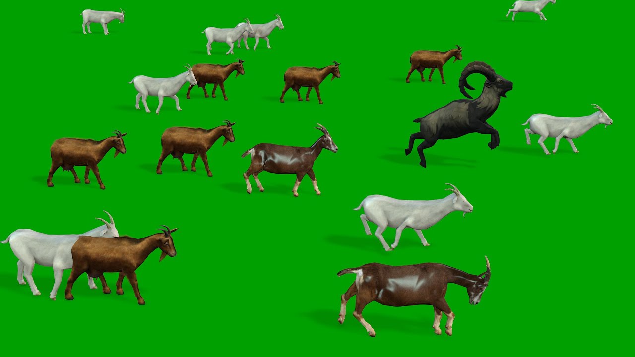 goat stampede with sound - YouTube