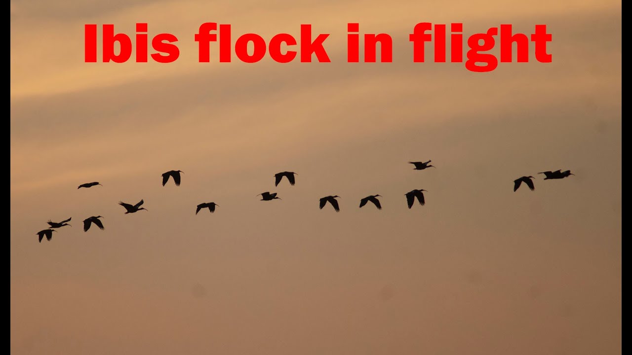 Ibis flock in flight - YouTube