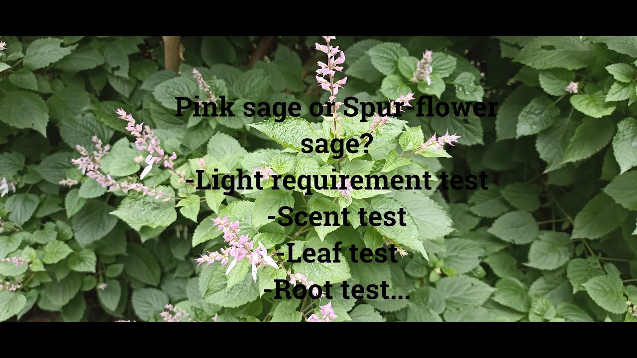 Shell bush / Pink sage (Ocium labiatum) or Spur flower sage ...