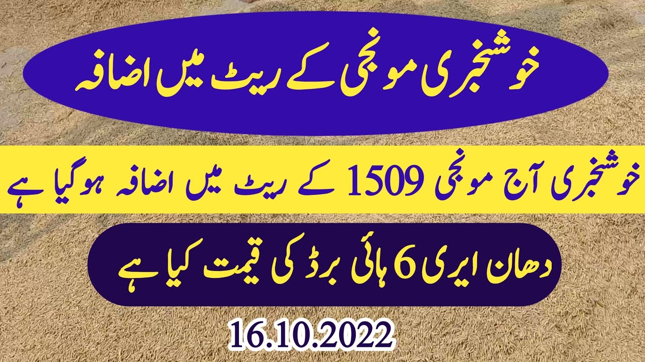 Today monji dhan Chawal munji rice price today Punjab galla mandi ke ...