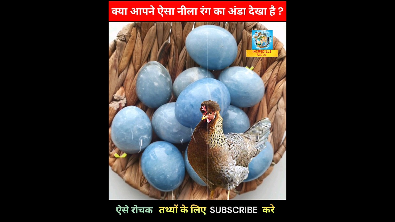 नीला रंग का अंडा | Blue color egg | blue egg kis bird ka hota hai | # ...